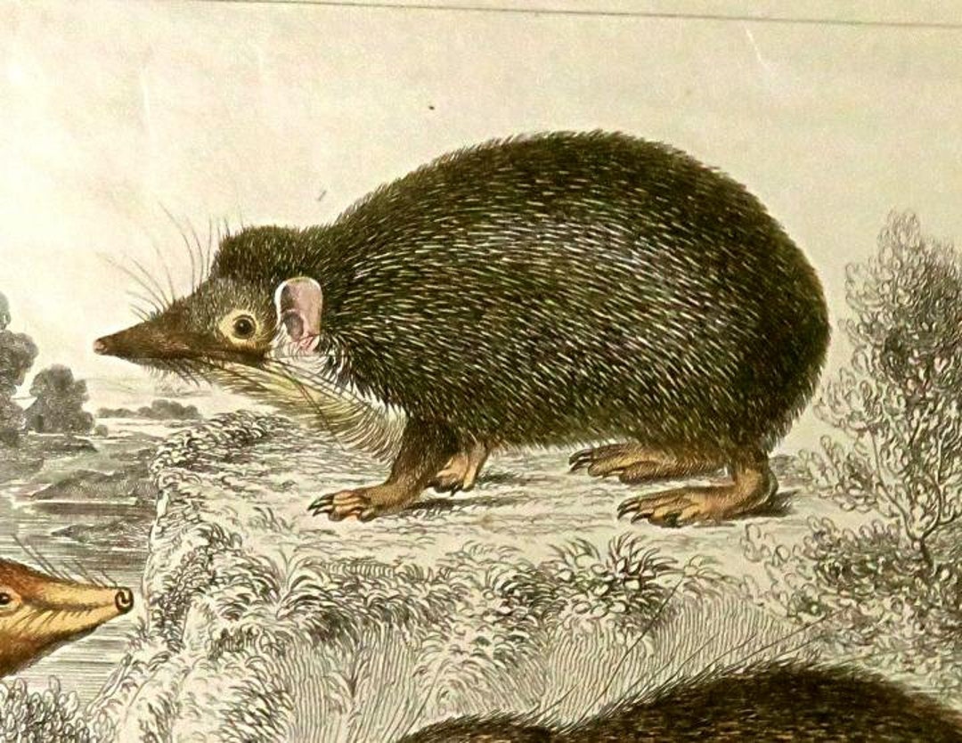 2 ANTIQUE HEDGEHOG TENREC Prints Antique 1848 Hand Colored - Etsy