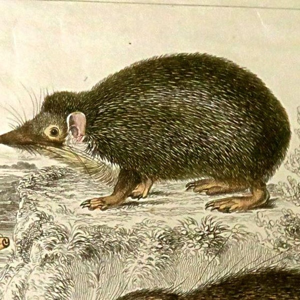 Hedgehog Art - Etsy