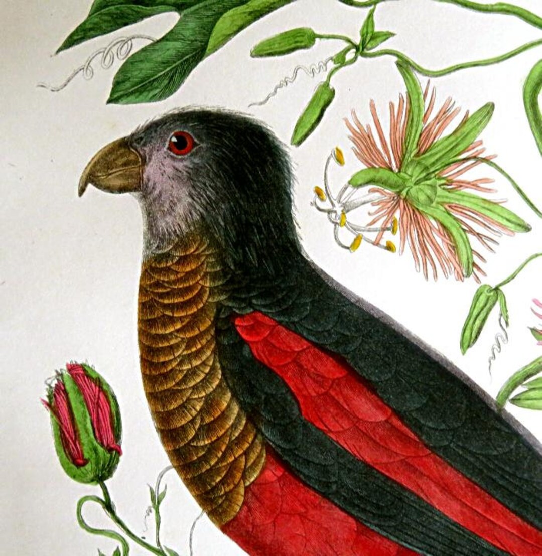 1855 FRAMED PARROT Print,antique Hand Colored Engraving,paris,emmanuel ...