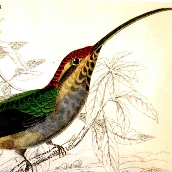 Hummingbird Print - Etsy