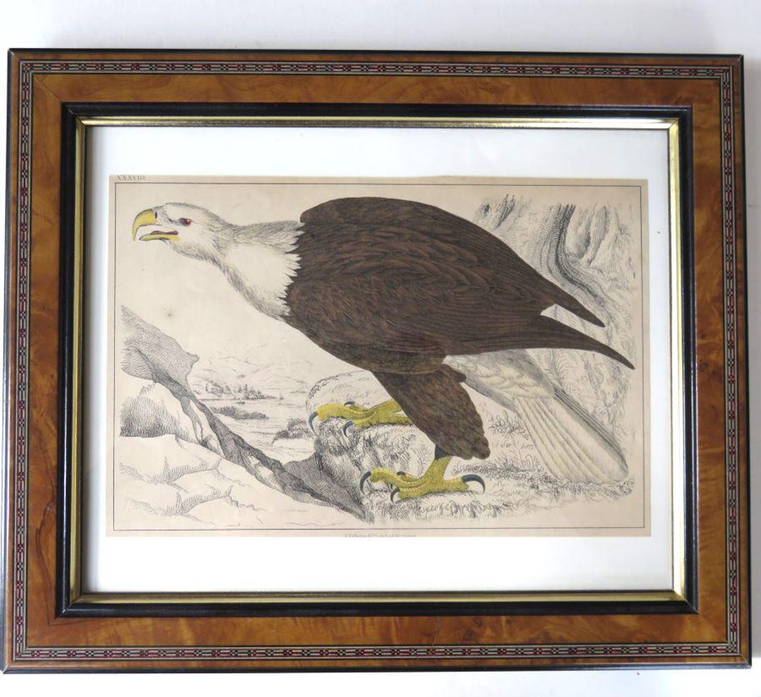 1860's FRAMED Bald EAGLE Engraving,antique Hand Colored White Headed ...