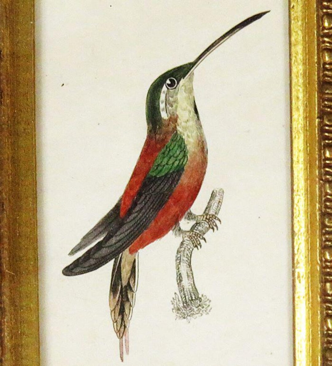 1833 FRAMED HUMMINGBIRD Print,antique Hand Colored Engraving,rufus ...
