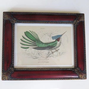1843 FRAMED HUMMINGBIRD Print,antique Hand Colored Engraving,stokes ...