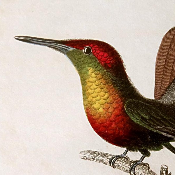 Hummingbird Print - Etsy