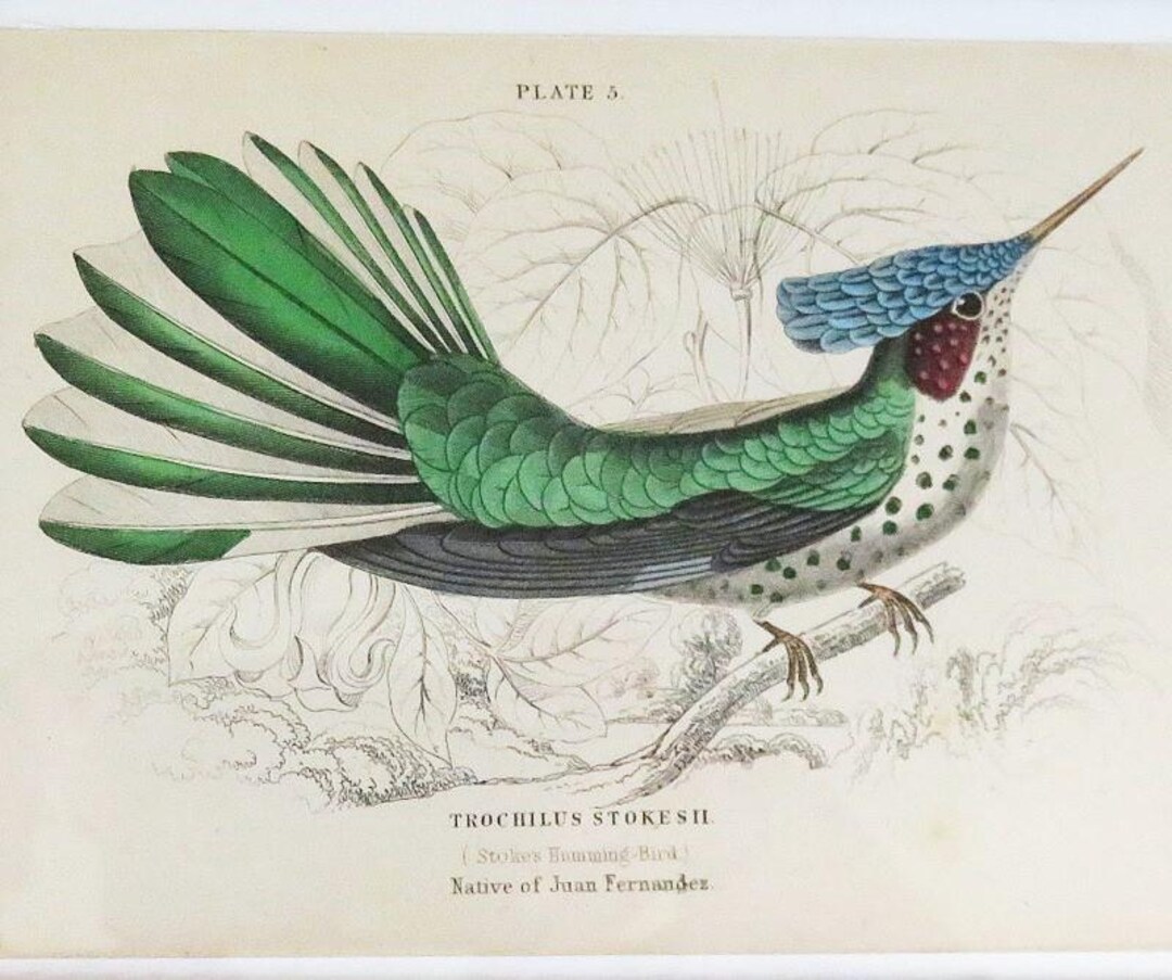 1843 FRAMED HUMMINGBIRD Print,antique Hand Colored Engraving,stokes ...