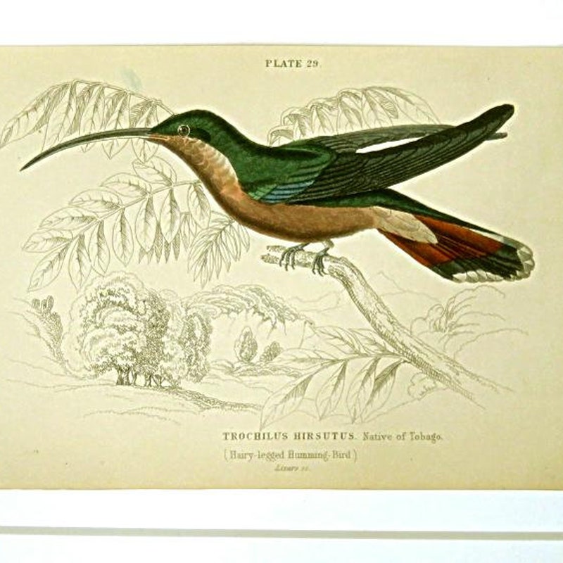 Hummingbird Print - Etsy