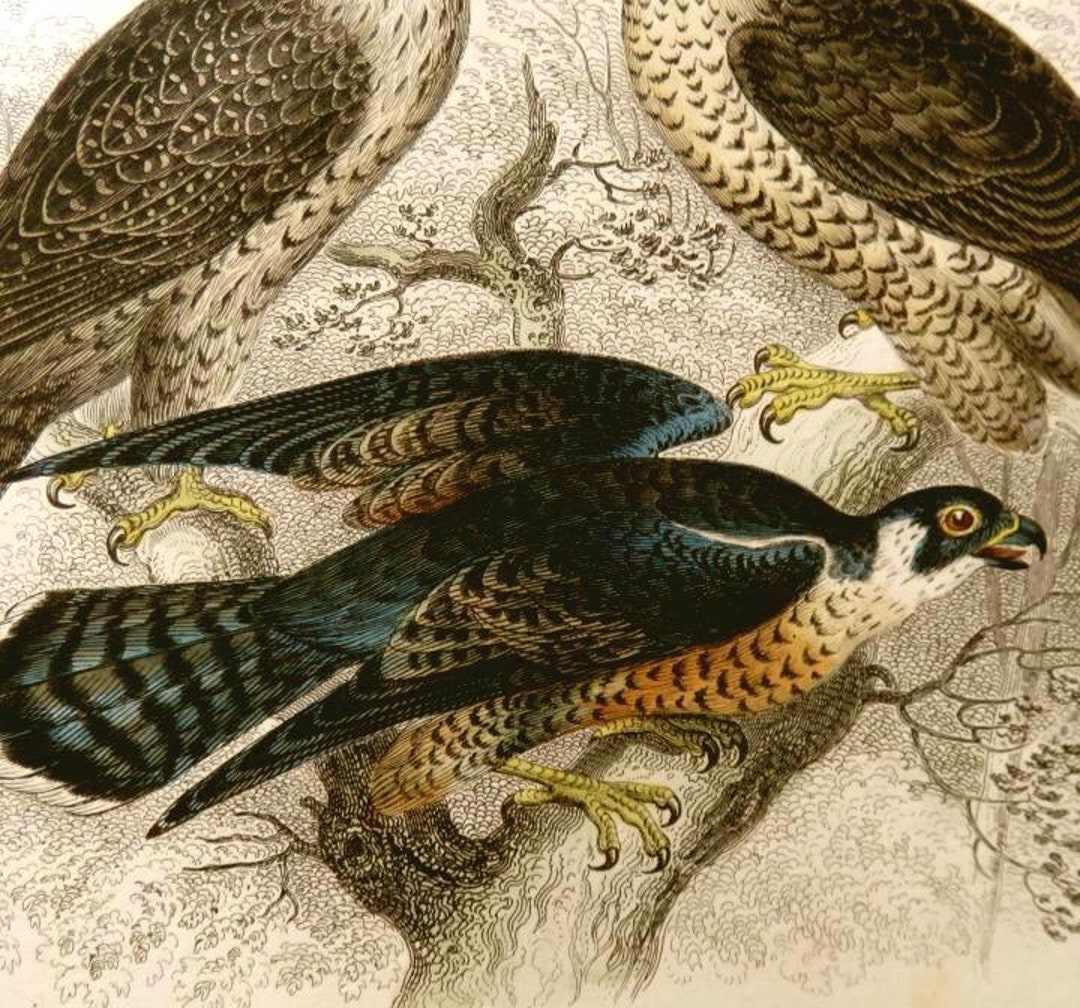 1860s ANTIQUE FALCON Print,hand Colored Engraving,goshawk,peregrine ...