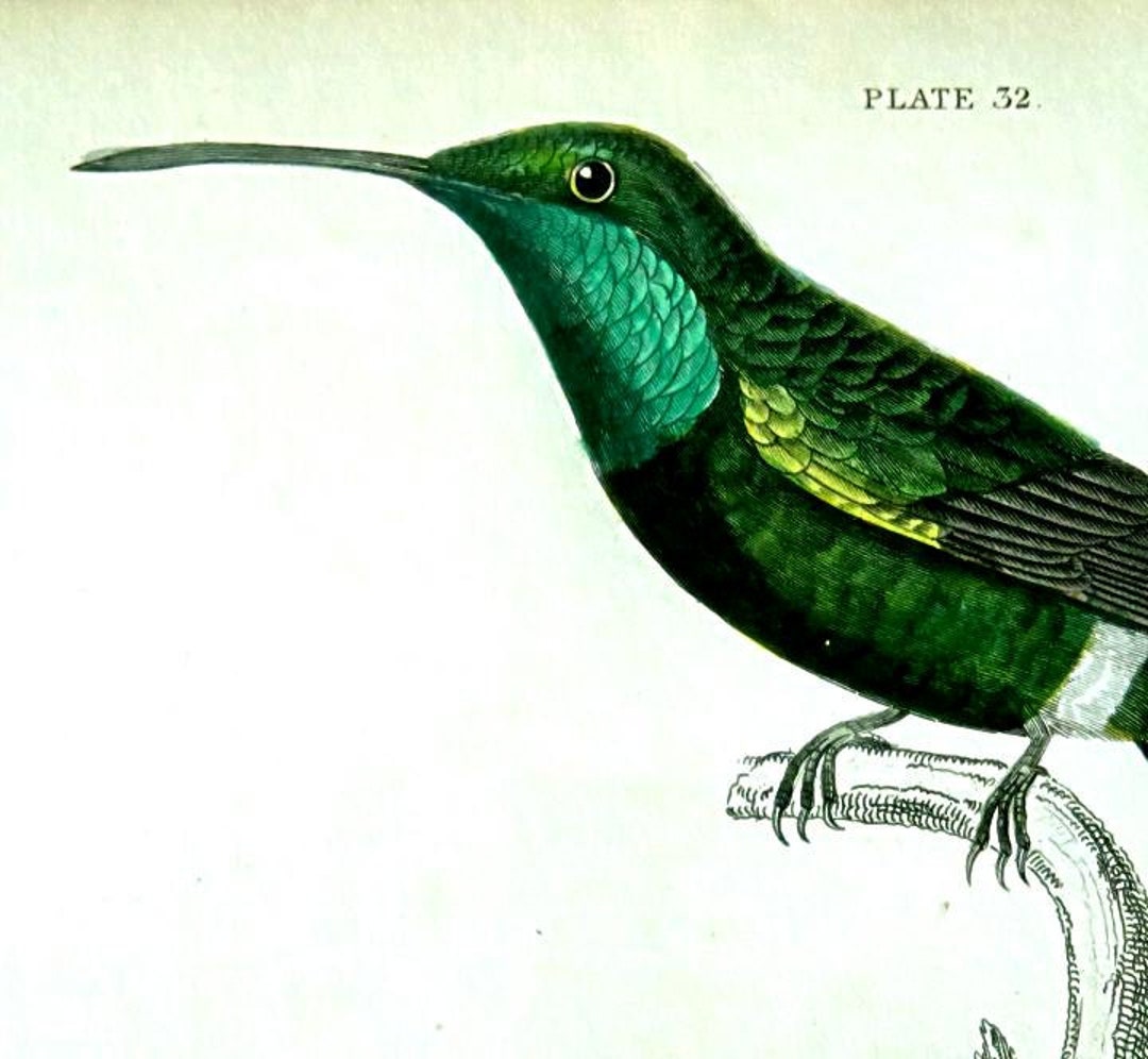 1833 FRAMED HUMMINGBIRD Print,antique Hand Colored Engraving,black ...