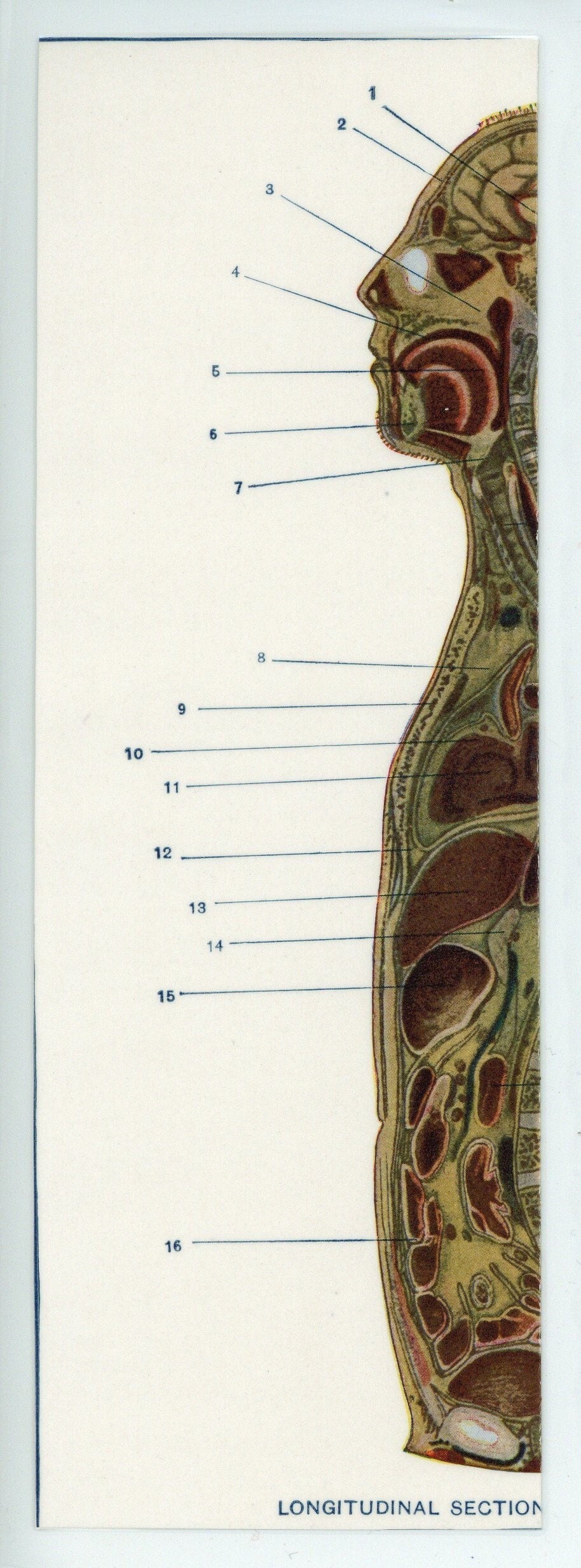 Human Body Diagram Antique Illustration Bookmark - Laminated - Etsy