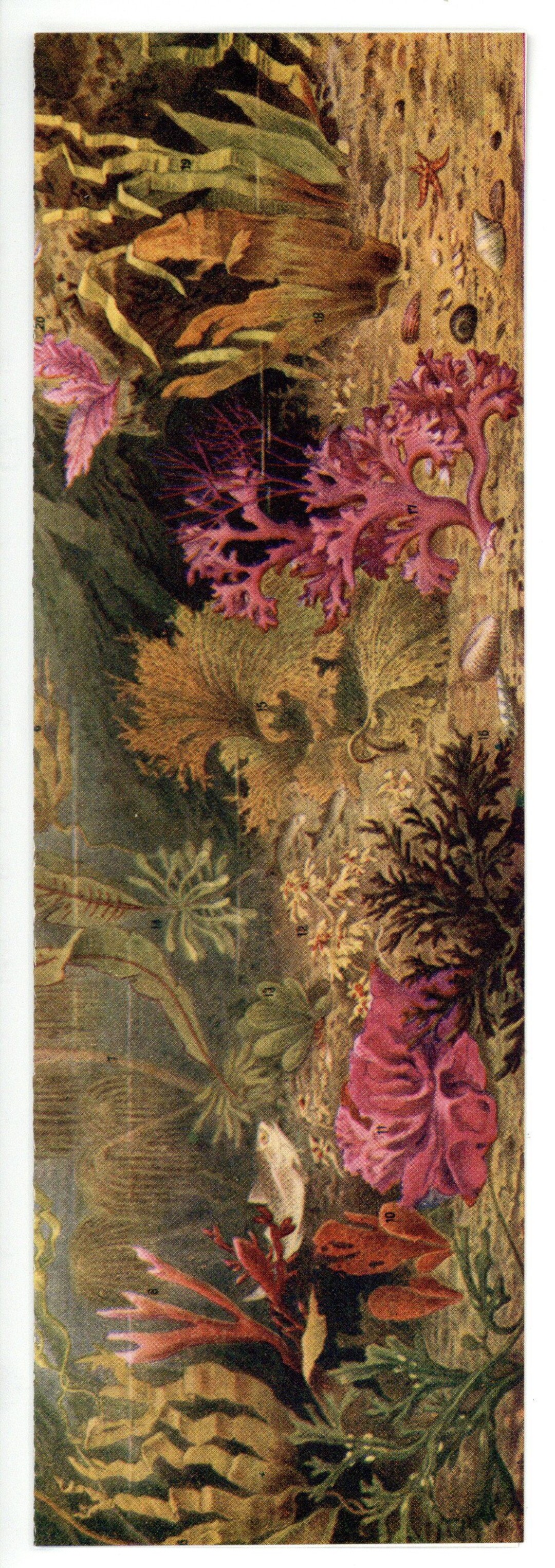 Seaweed Algae Antique Illustration Bookmark - Laminated - Etsy