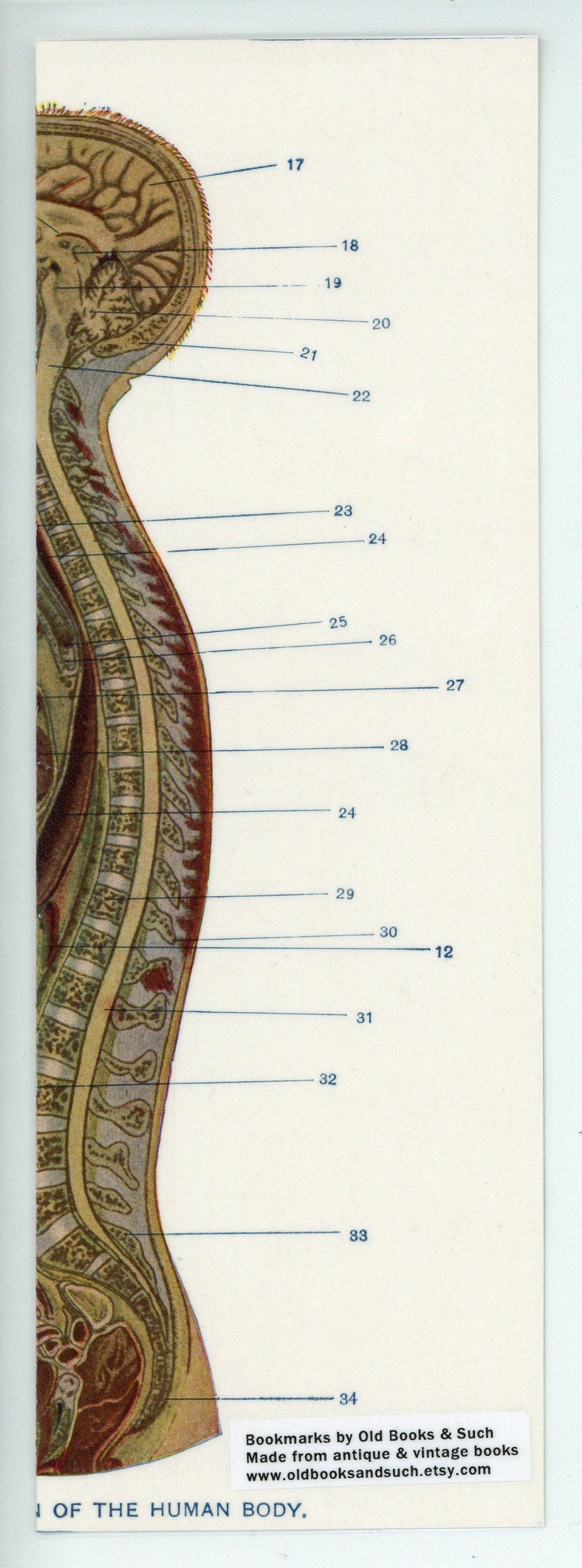 Human Body Diagram Antique Illustration Bookmark - Laminated - Etsy