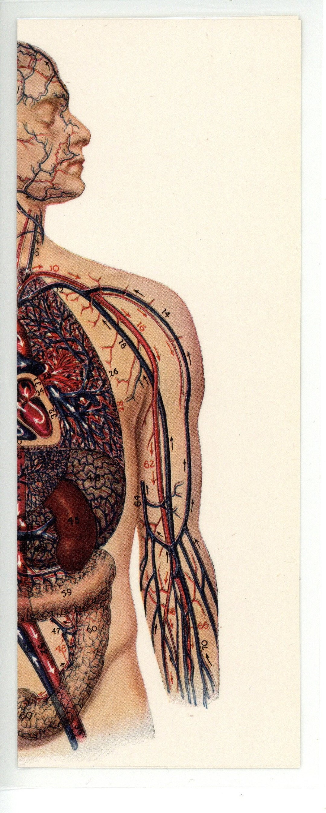 Human Body Circulation Diagram Antique Illustration Bookmark ...