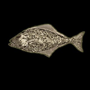 SVG HALIBUT DOWNLOAD - Etsy