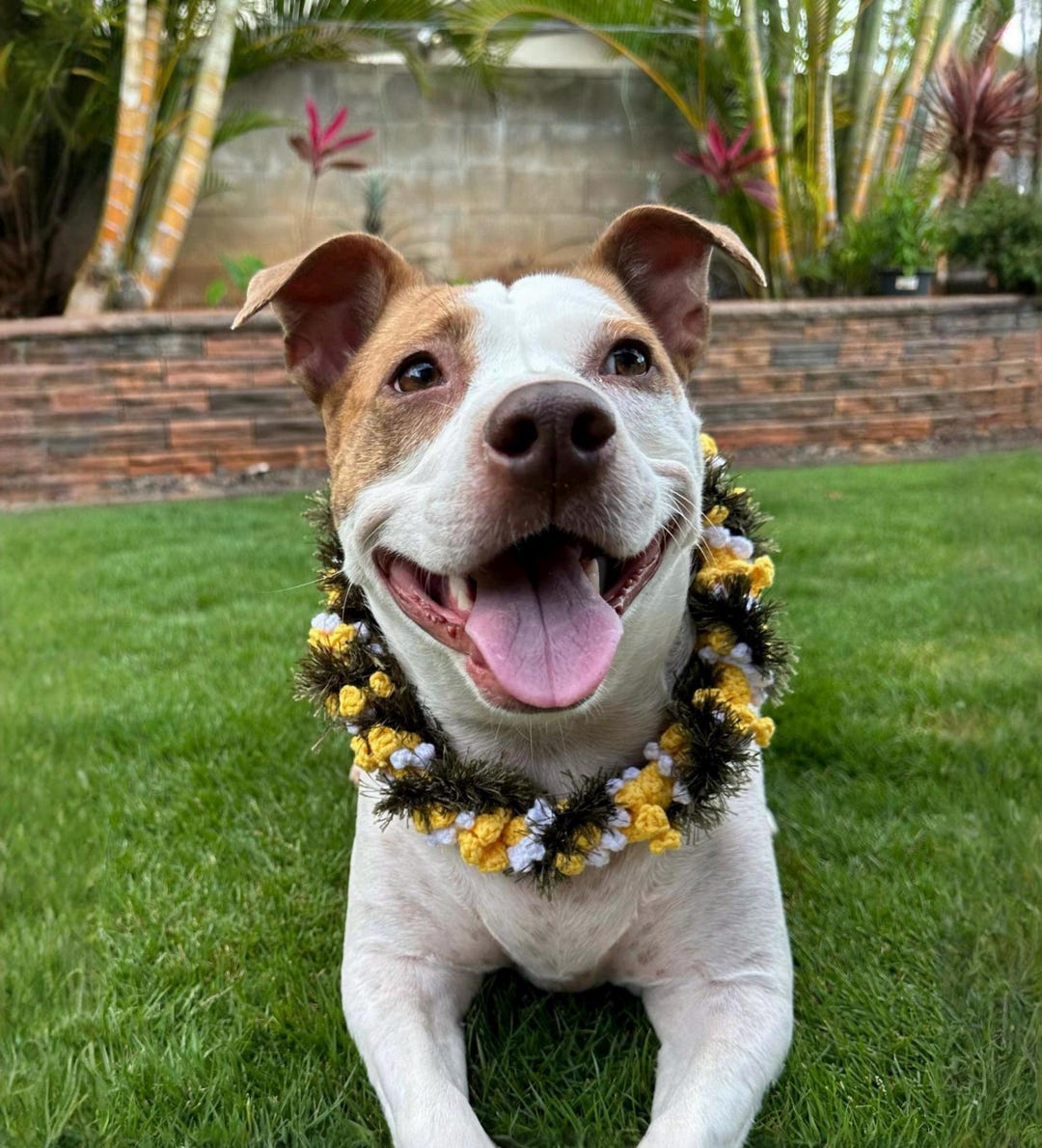 Crochet Pikake and Puakenikeni Dog Lei, Haku Lei, Lei Po’o, Flower ...