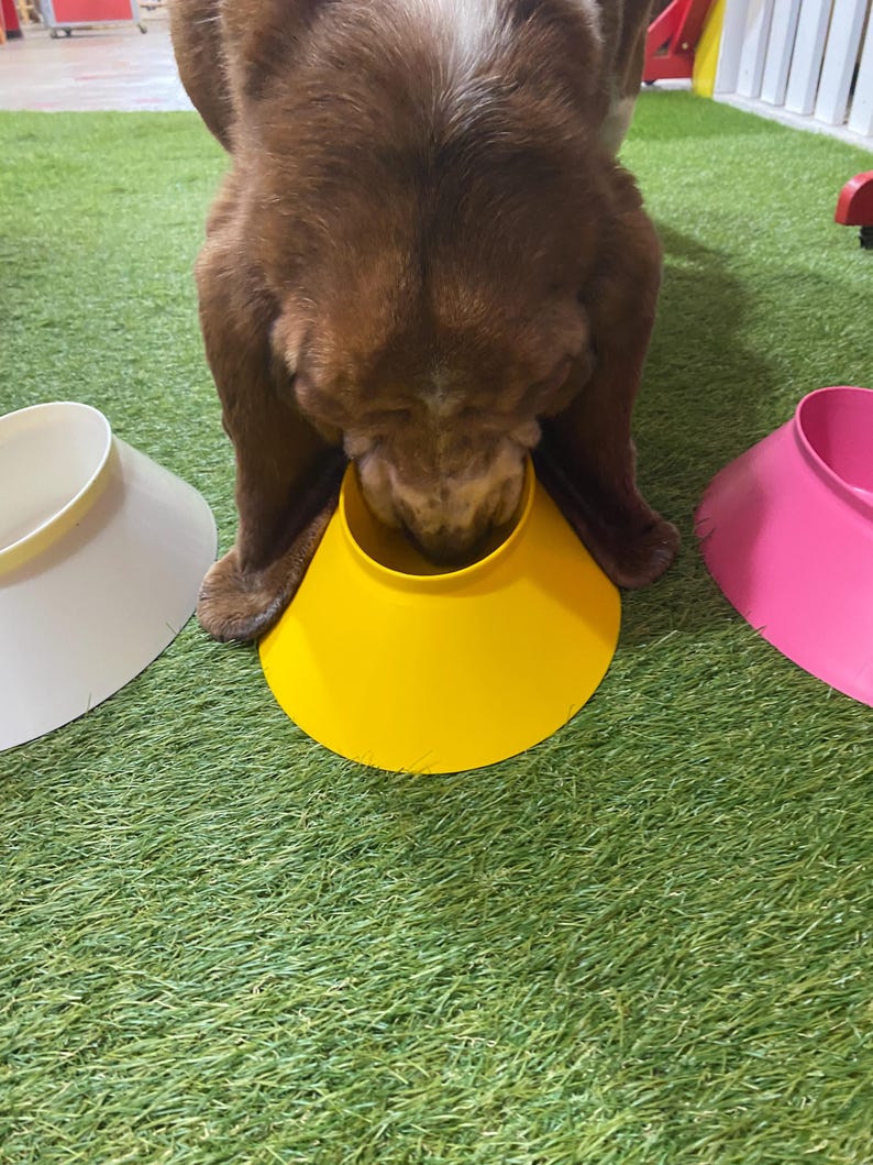 Poochie Bowl Ears Out Dog Bowl | Long Ear Dog Bowl | Basset Hound Bowl ...