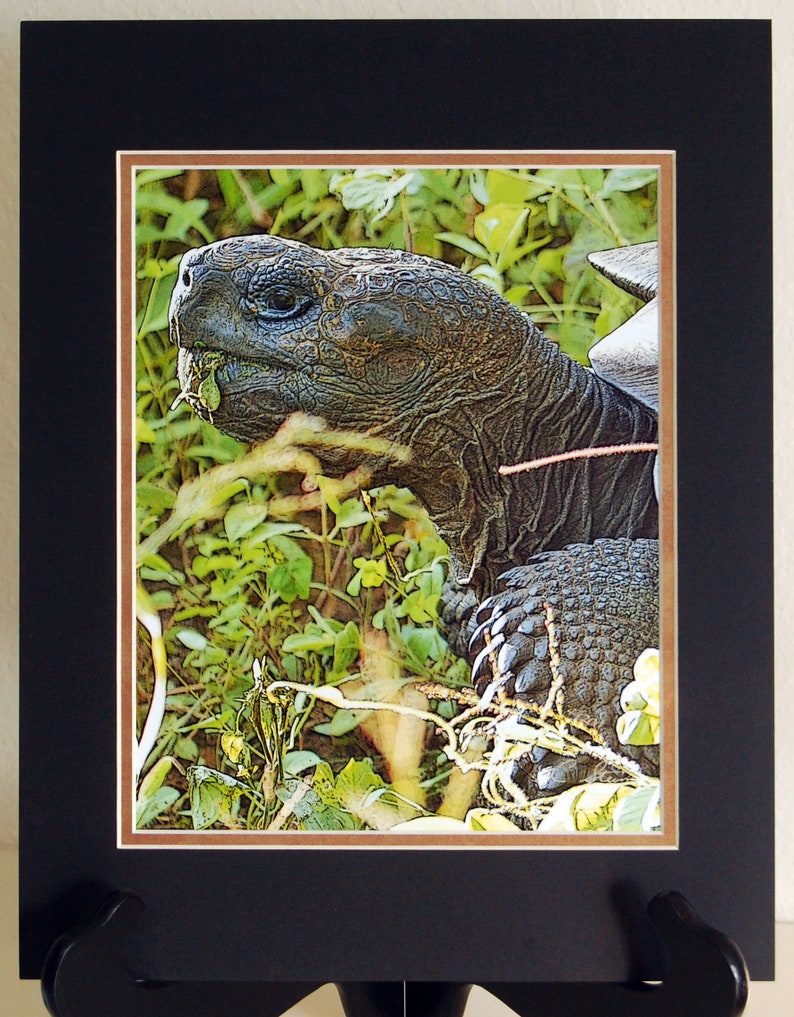 Galapagos Tortoise Photographic Art Matted Print Nature Lover - Etsy