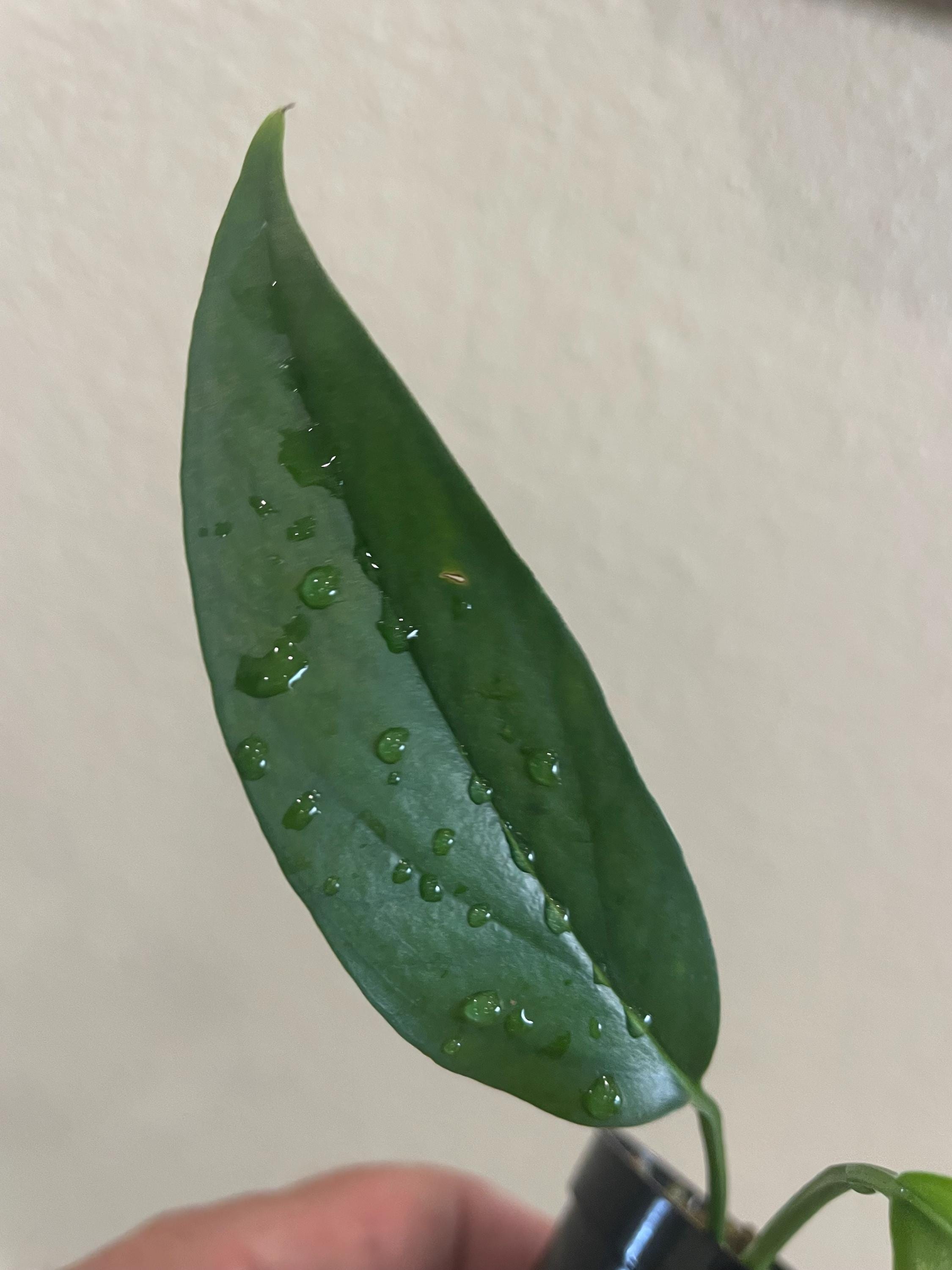 Baltic Blue Pothos (epipremnum Pinnatum) - Etsy