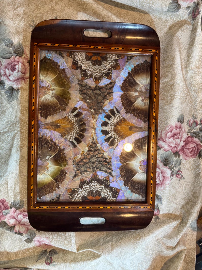 Antique Brazilian Butterfly Wing Tray - Etsy