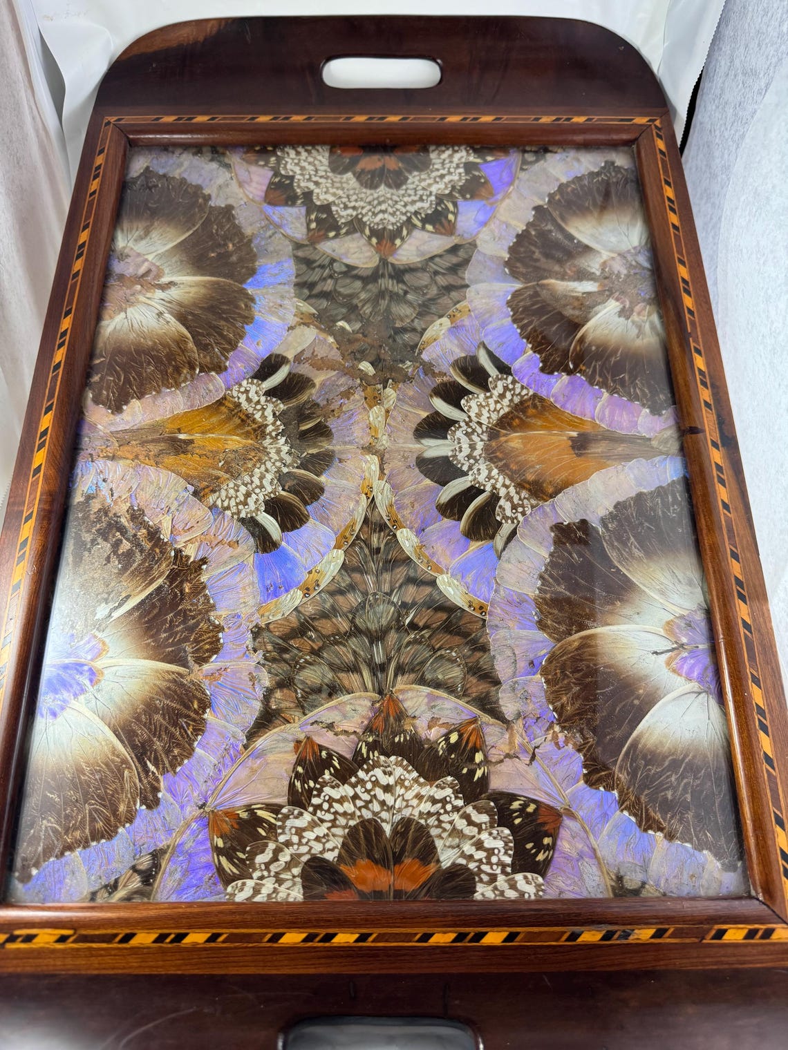 Antique Brazilian Butterfly Wing Tray - Etsy