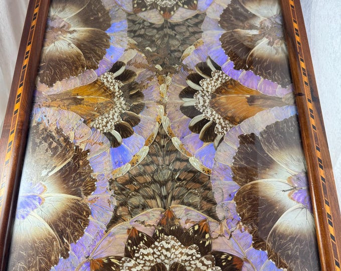 Antique Brazilian Butterfly Wing Tray - Etsy
