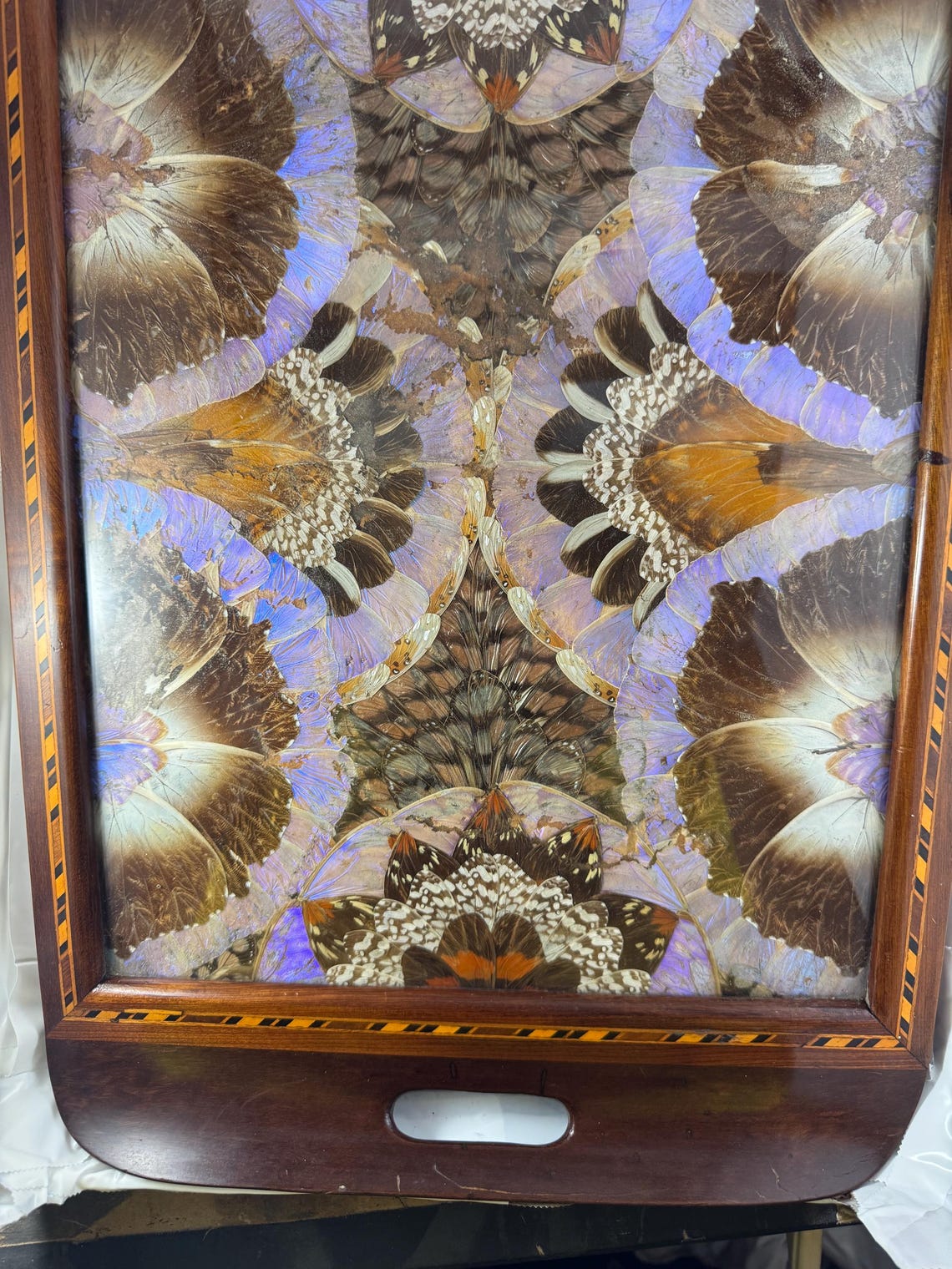 Antique Brazilian Butterfly Wing Tray - Etsy