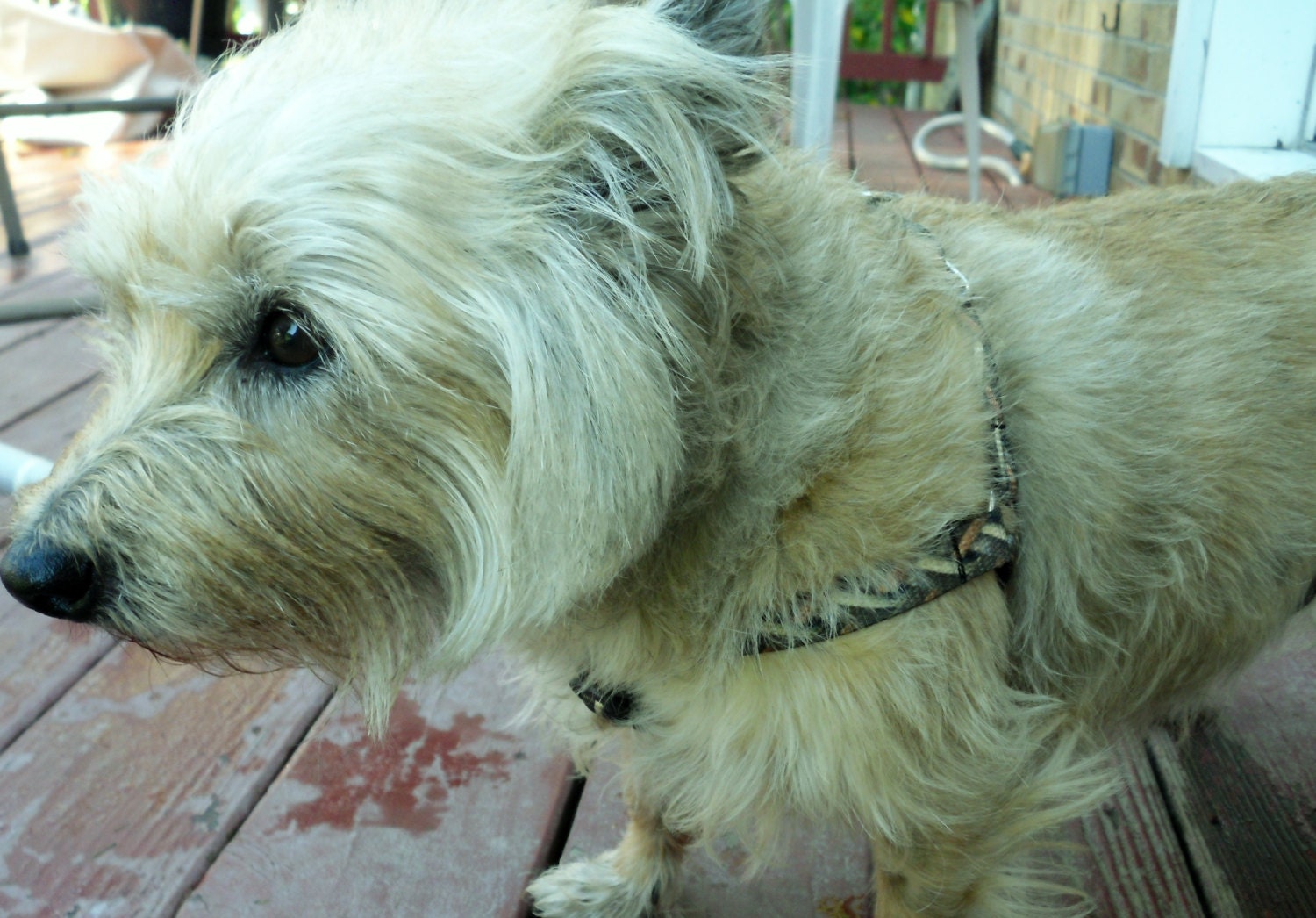 Basket Weave Design Harness for Dogs - Etsy