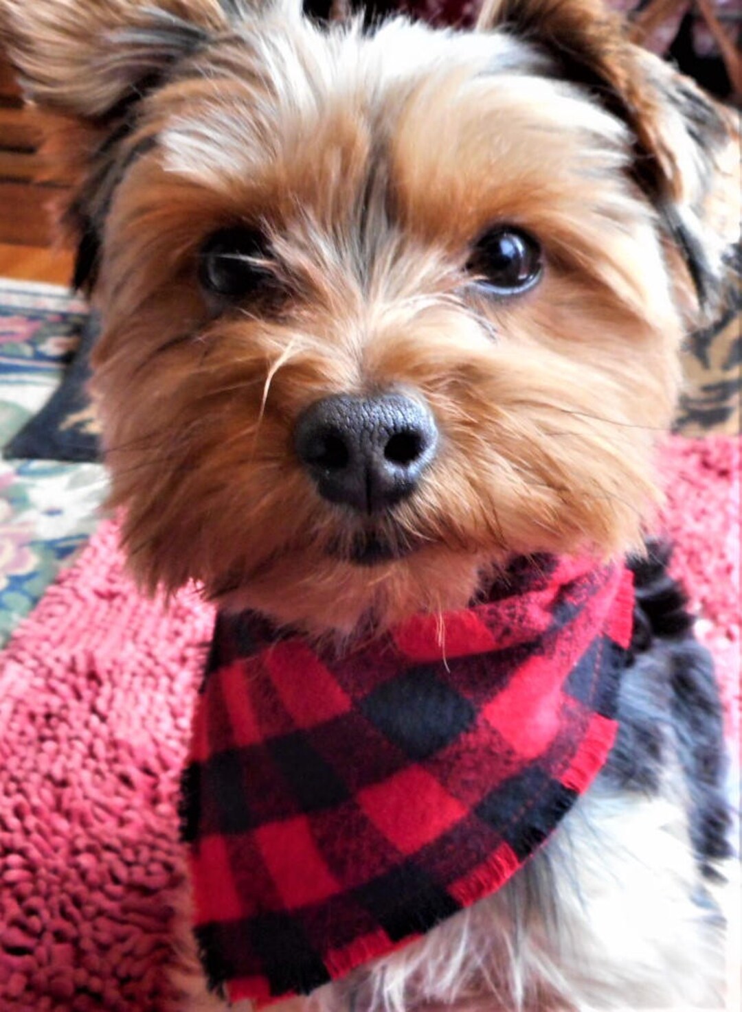Small Dog Scarf/bandana/red/ Blue/brushed Flannel - Etsy