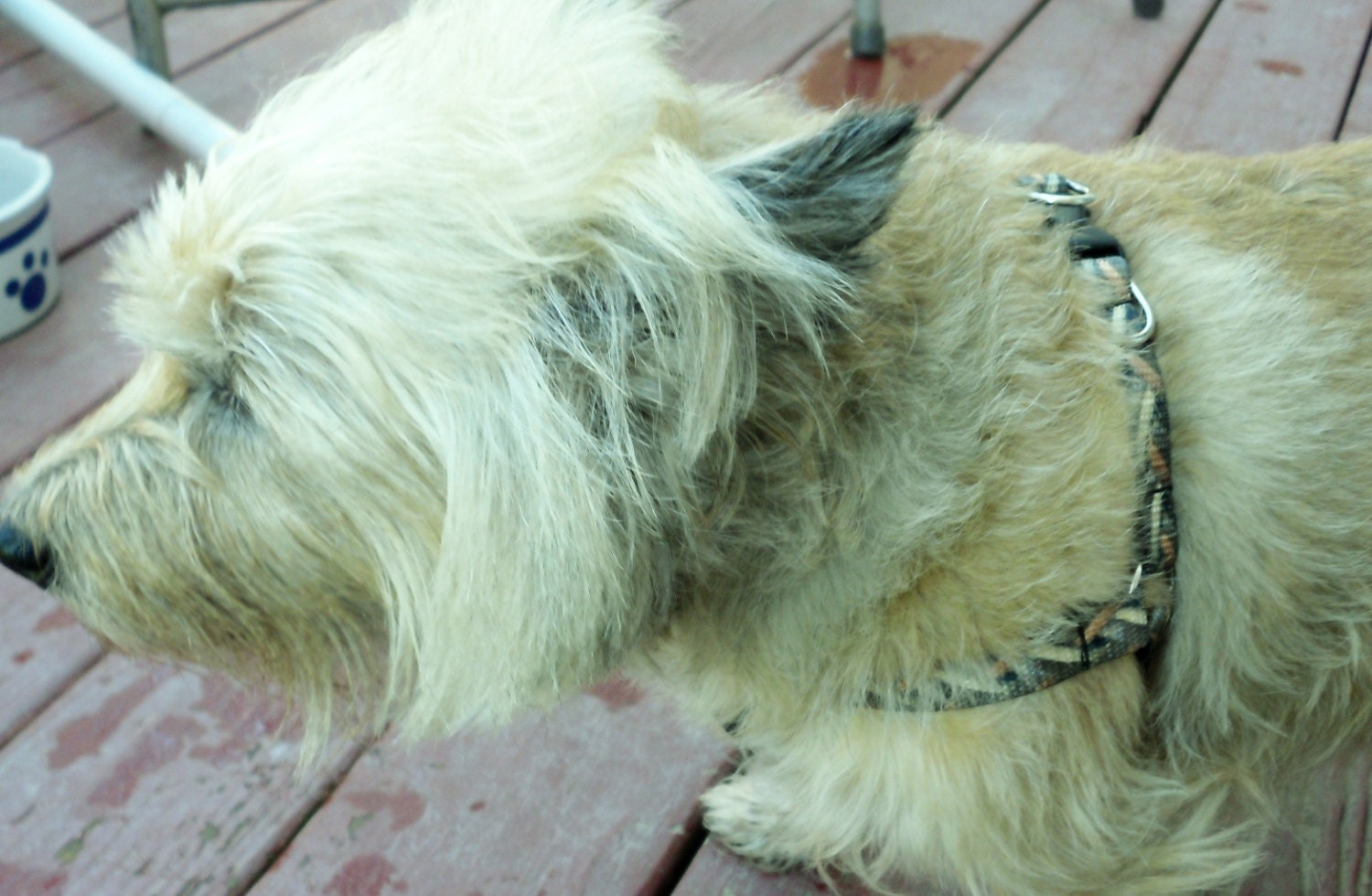 Basket Weave Design Harness for Dogs - Etsy