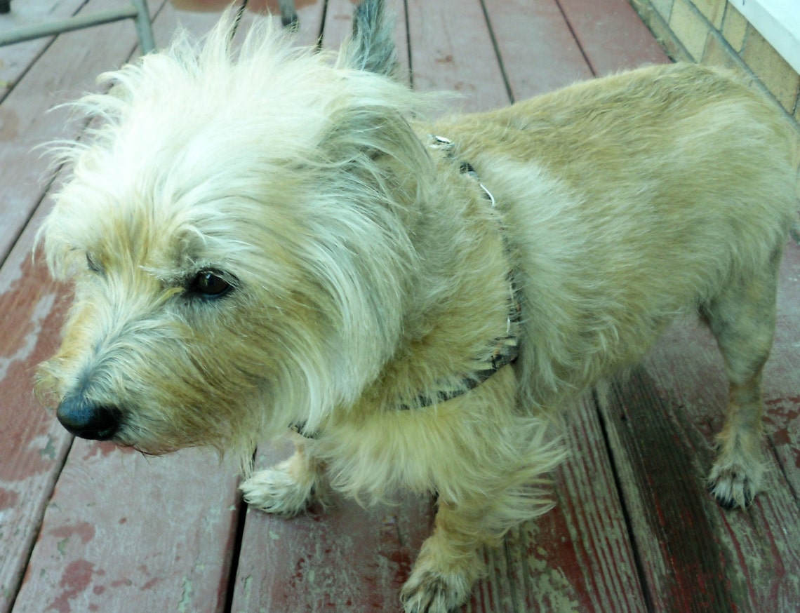Basket Weave Design Harness for Dogs | Etsy