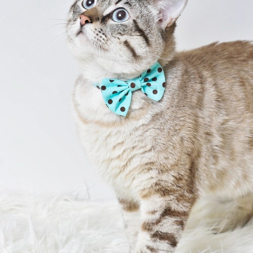 Robin Egg Blue With Chocolate Dots Breakaway Cat Bow Tie - Etsy
