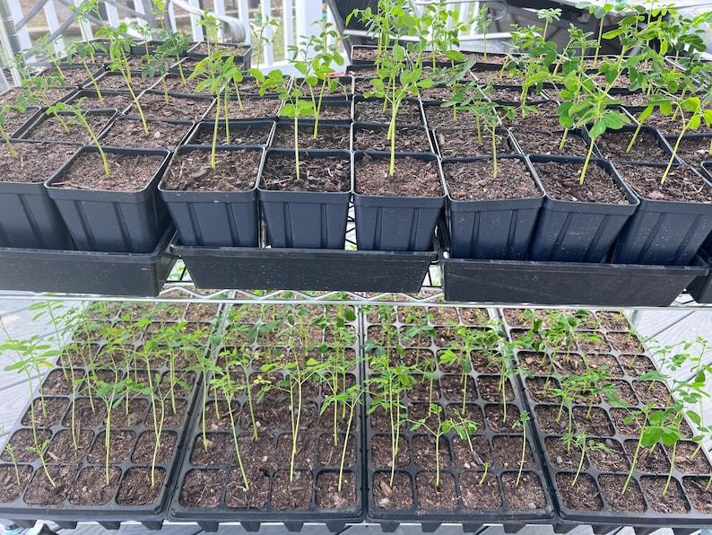 Organic Moringa Trees – the Superfood “tree of Life” - Etsy