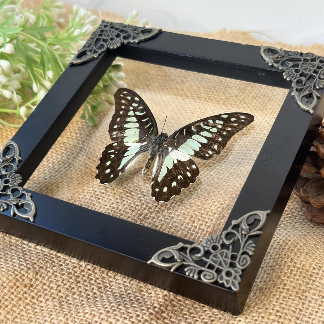 Butterfly Taxidermy Frame Shadow Box Insect Home Decor Christmas Gift ...