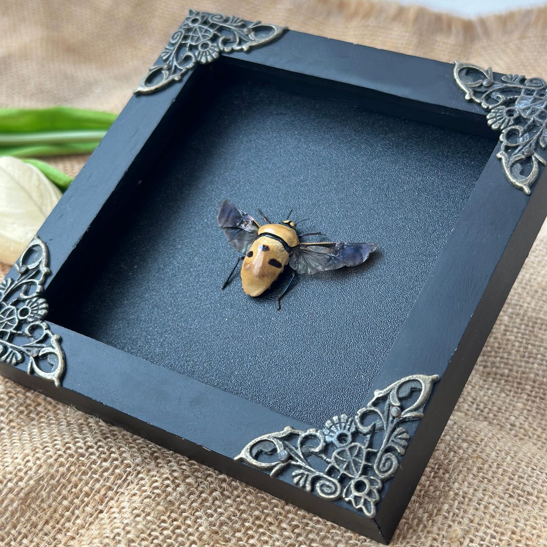 Man's Face Bug Taxidermy Frame Shadow Box Insect Home Dark Gothic Decor ...