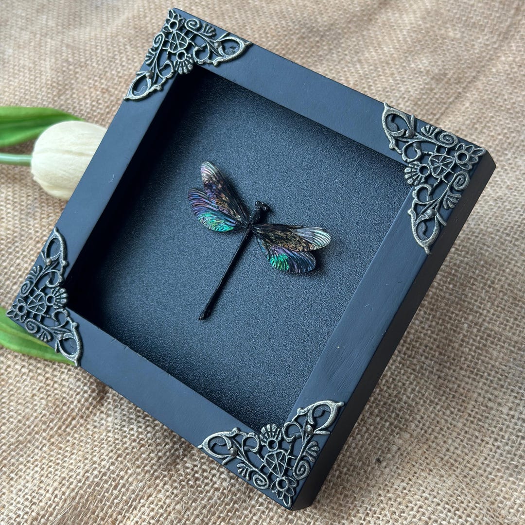 Black Damselfly Taxidermy Frame Shadow Box Insect Beetle Home Gothic ...