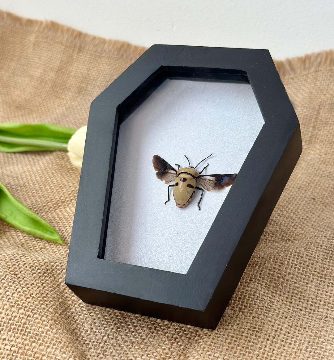 Man's Face Bug Taxidermy Frame Coffin Shadow Box Insect Home Gothic ...