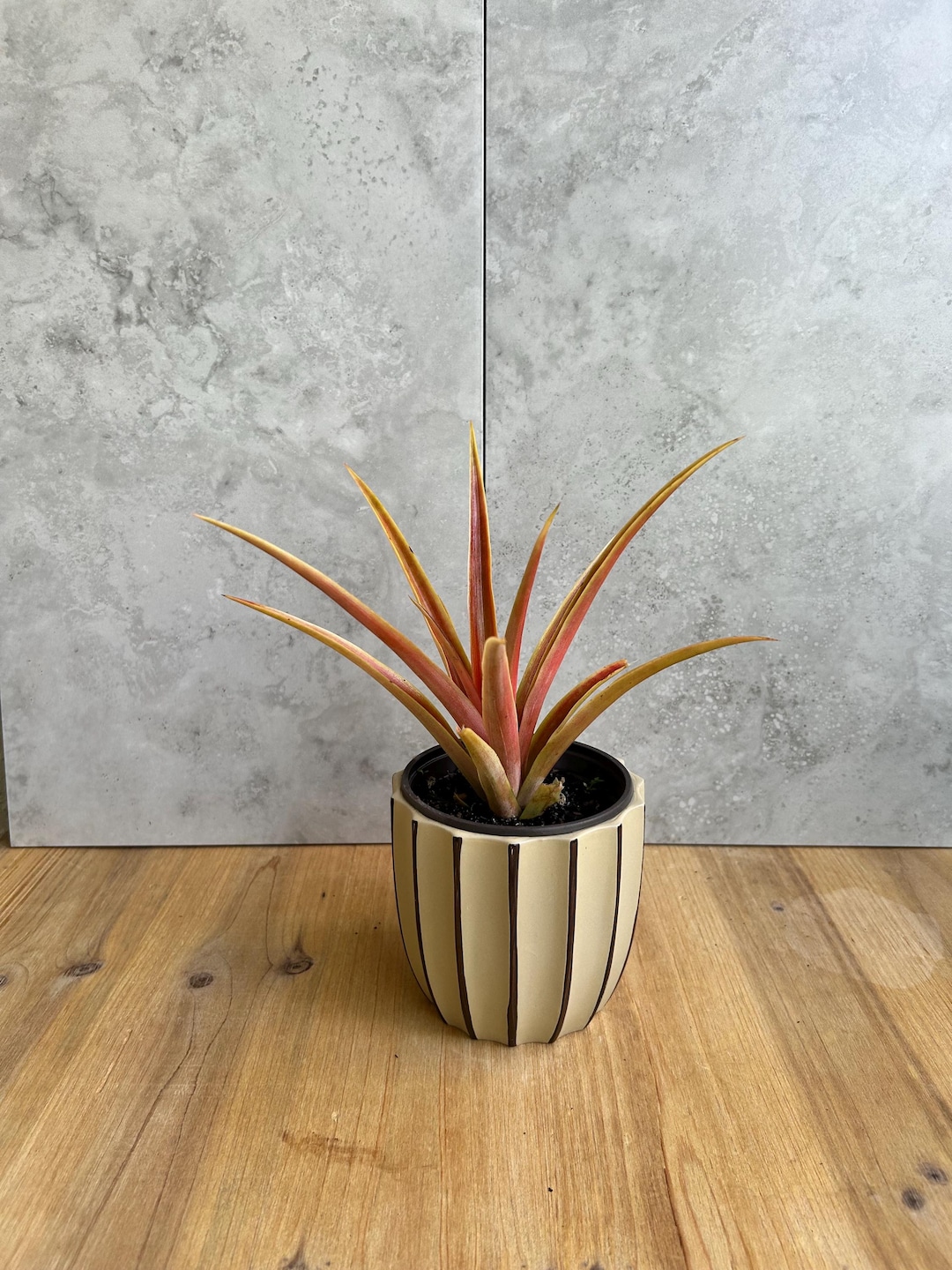 Ananas Comosus dwarf Red Pineapple Live Mini Pineapple Plant, Edible ...