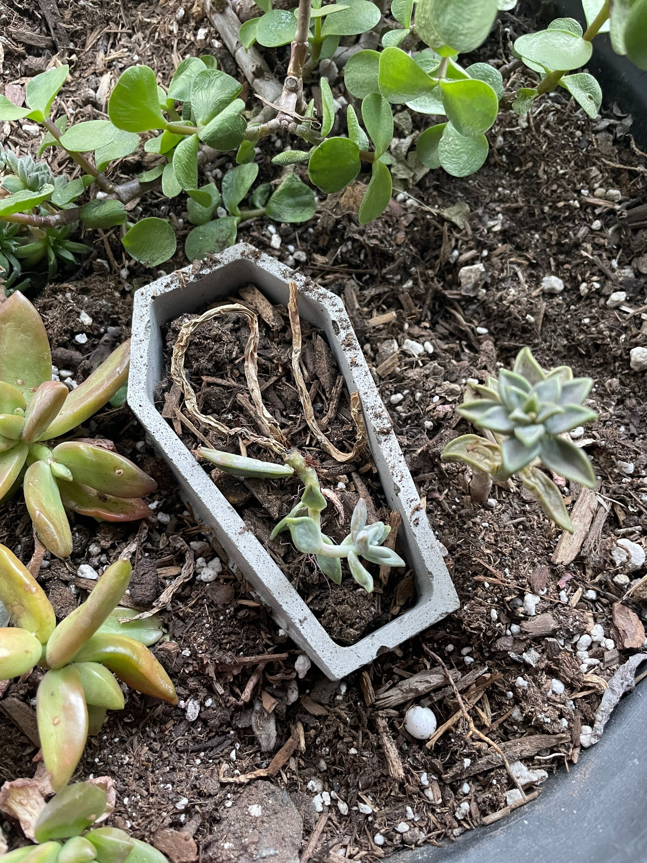 Concrete Coffin Casket Fairy Garden Scary Decor Terrarium Burial ...