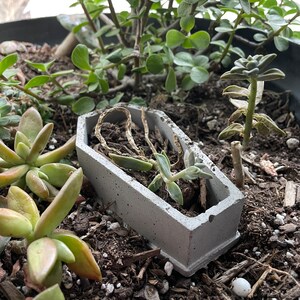 Concrete Coffin Casket Fairy Garden Scary Decor Terrarium Burial ...
