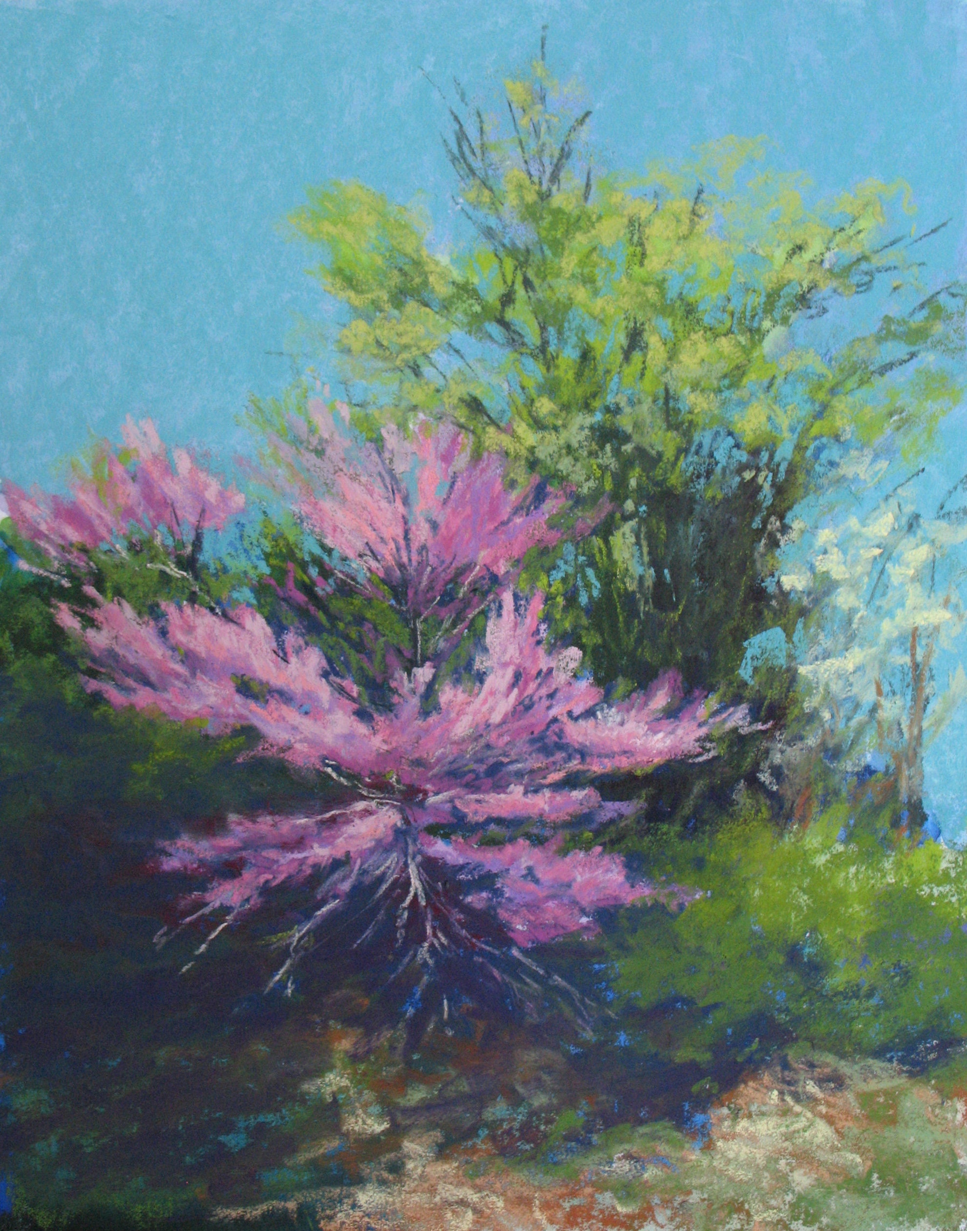 Red Bud Tree 14x11 pastel painting - Etsy Nederland