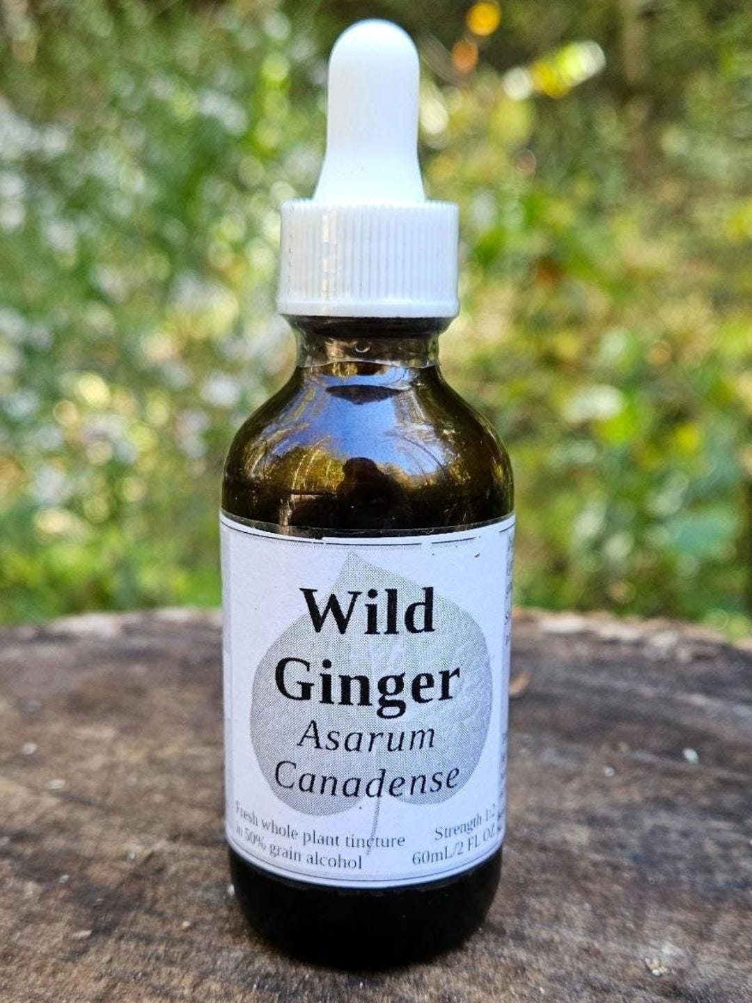 2oz Wild Ginger Root and Leaf Tincture (asarum Canadense) - Etsy