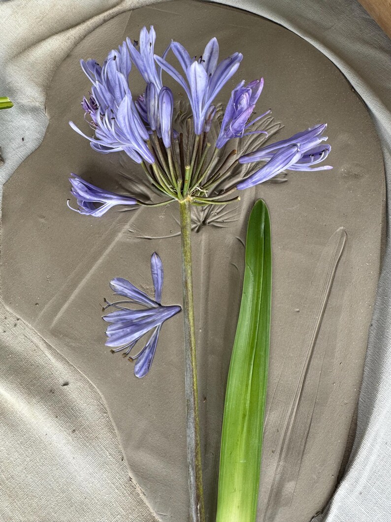 Cornwall Ceramics Plate Platter Floral Sea Holly Gift Raku Hand-made - Etsy