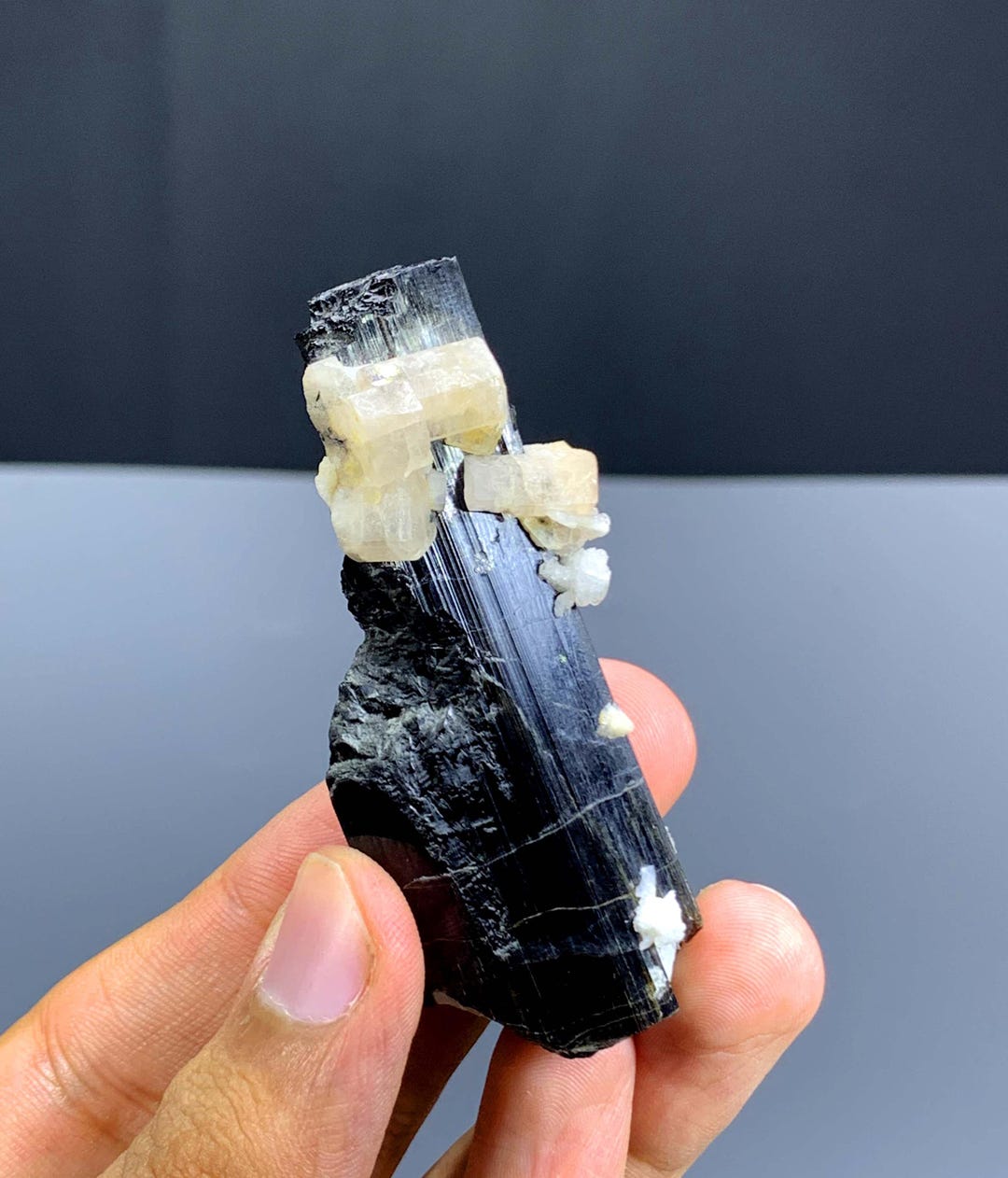 Schorl Black Tourmaline Crystal With Fluorescent Apatite From Pakistan ...