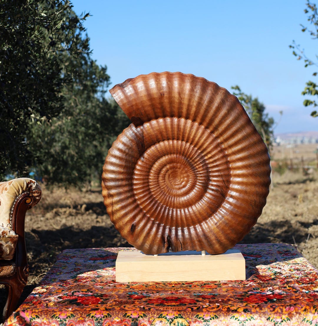 Agatized Ammonite Fossil Wooden Decor – Nautilus-inspired Shell Design ...