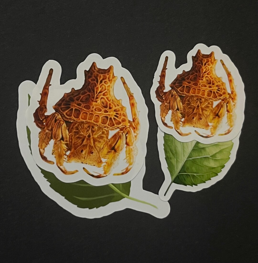 2 Glossy Spider Stickers- Species: Arkys Alatus. Animal Sticker ...
