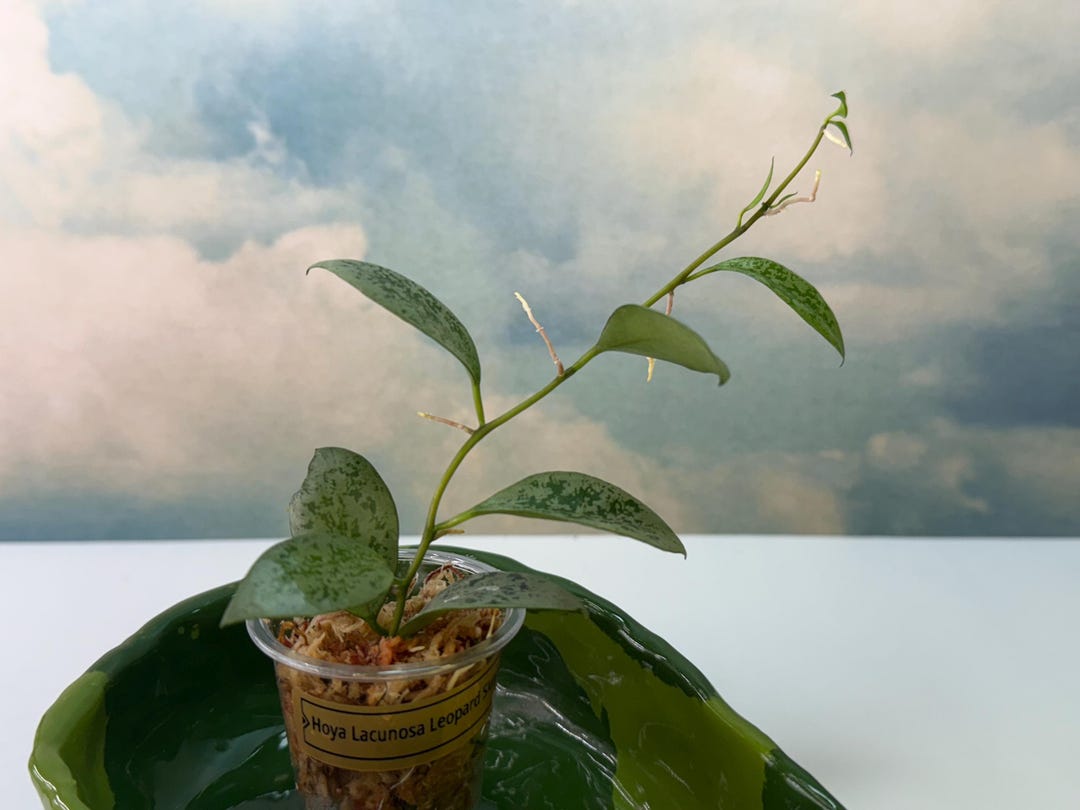 Hoya Lacunosa Leopard Skin Well Rooted Actively Growing - Etsy