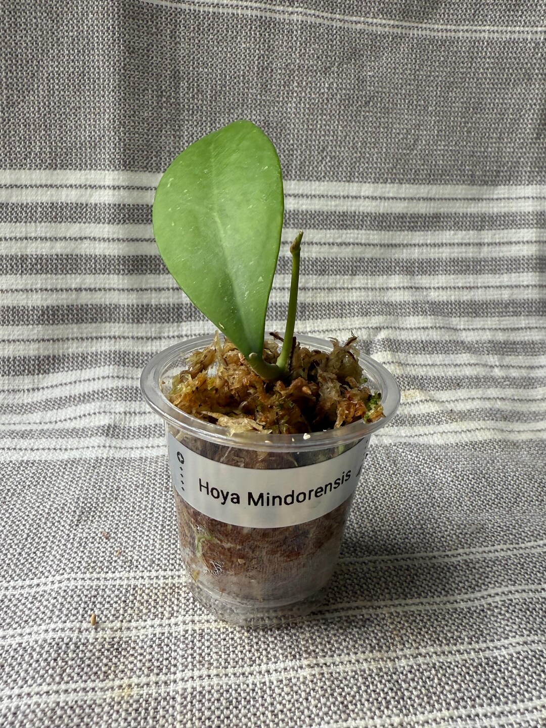 Hoya Mindorensis Rooted Cutting, Bloom Color Unknown. - Etsy