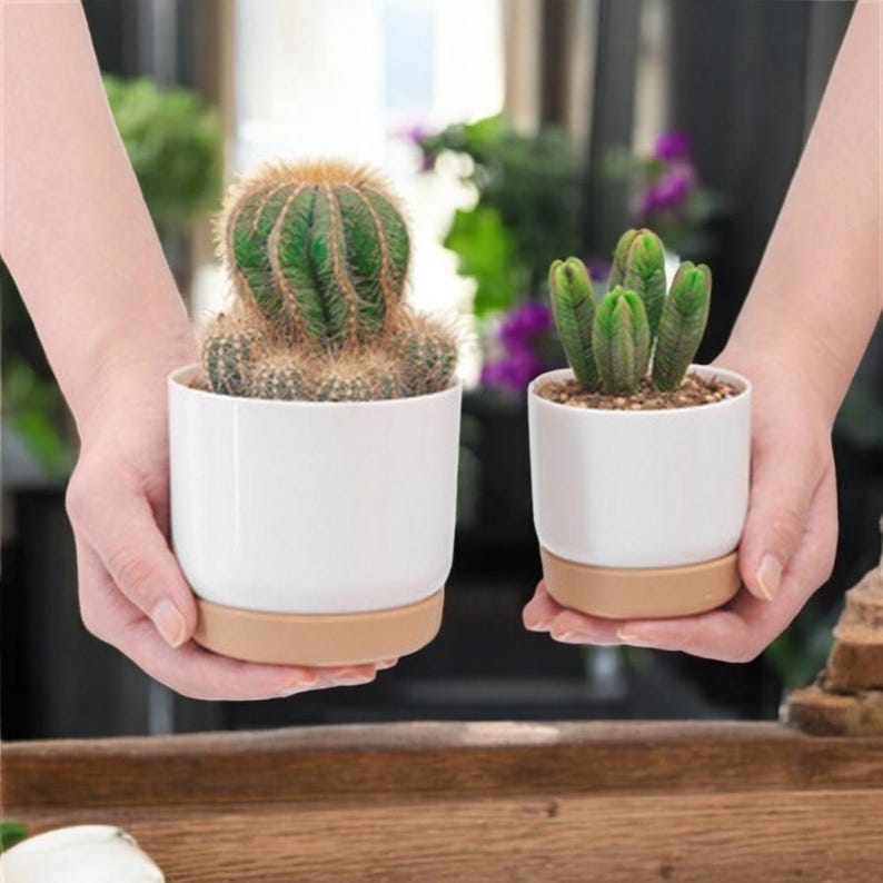 Self-watering Planter Pot | Modern White Pot for Succulents and Cacti ...