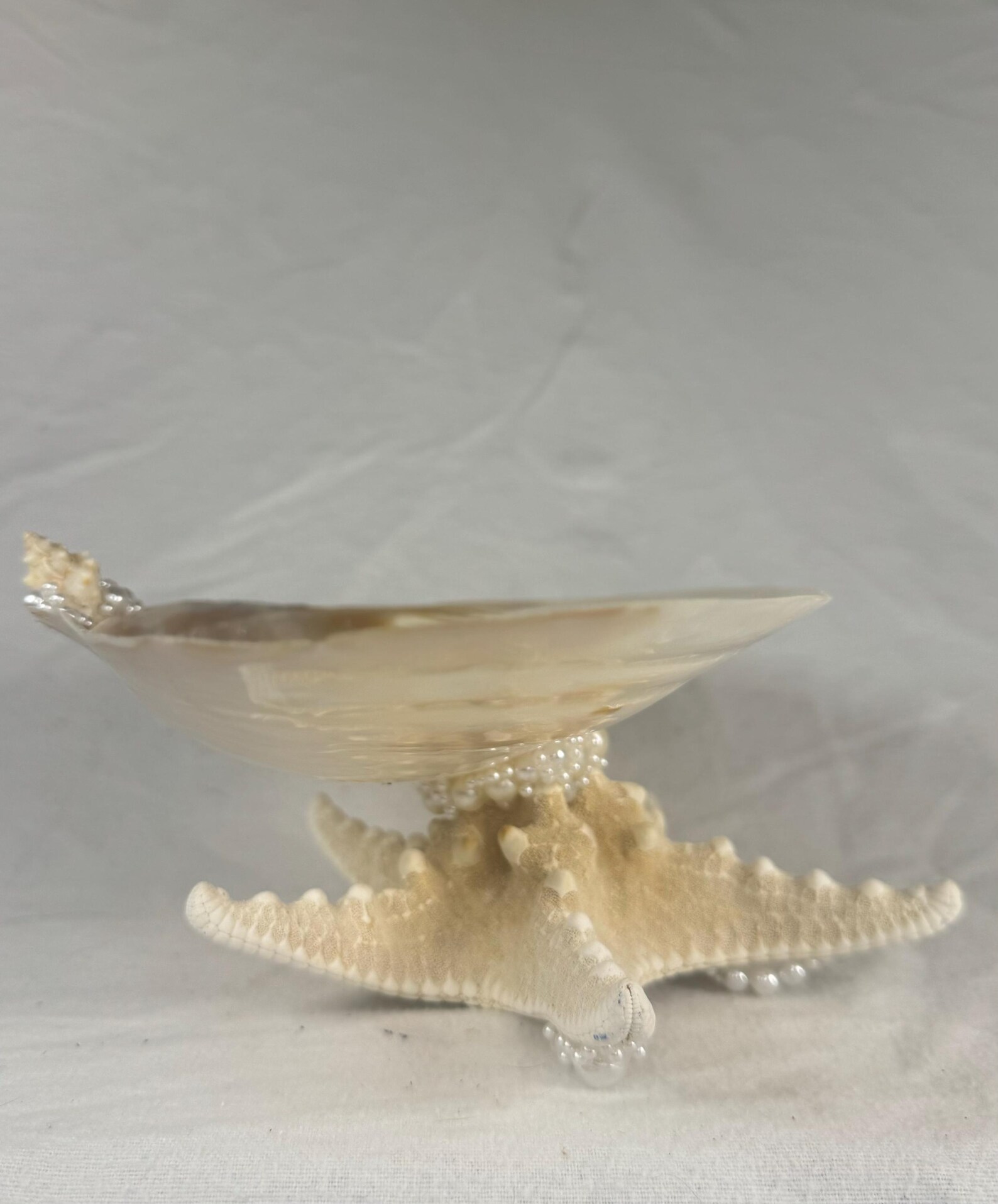 Seashell Holder / Seashell Decor / Seashell Centerpiece - Etsy