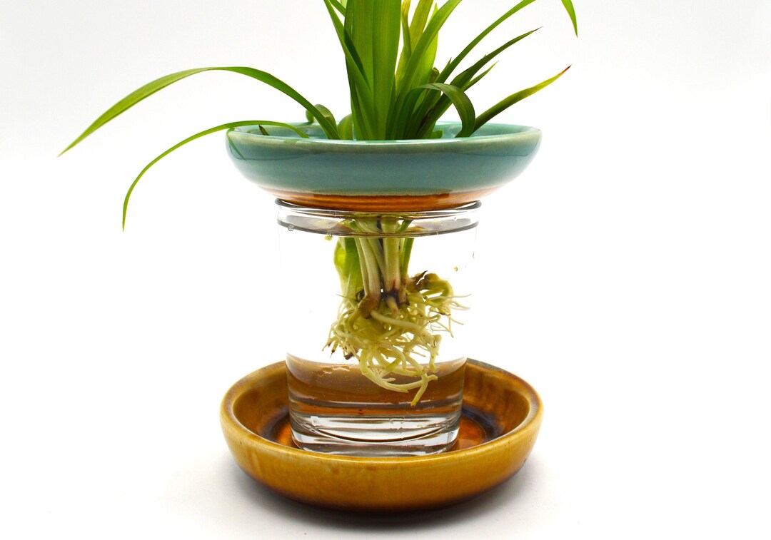 Handmade Ceramic Germination Plate: Avocado Starter Dish With Optional ...