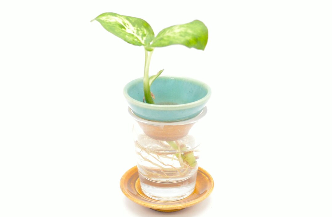 Handmade Ceramic Germination Plate: Avocado Starter Dish With Optional ...